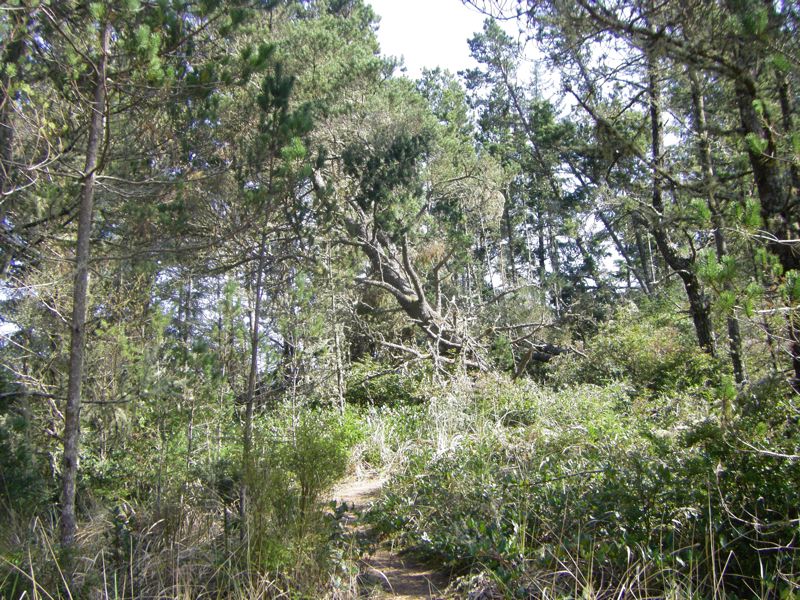 Leadbetter Point State Park