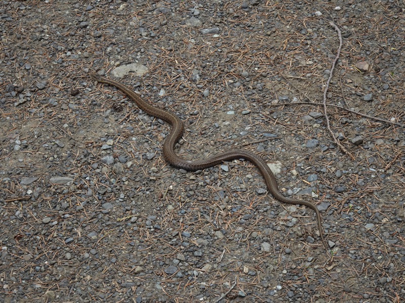 Kaleberg Symbionts Home Page