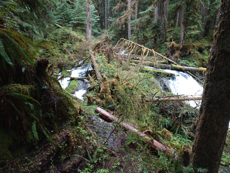 Kaleberg Symbionts Home Page