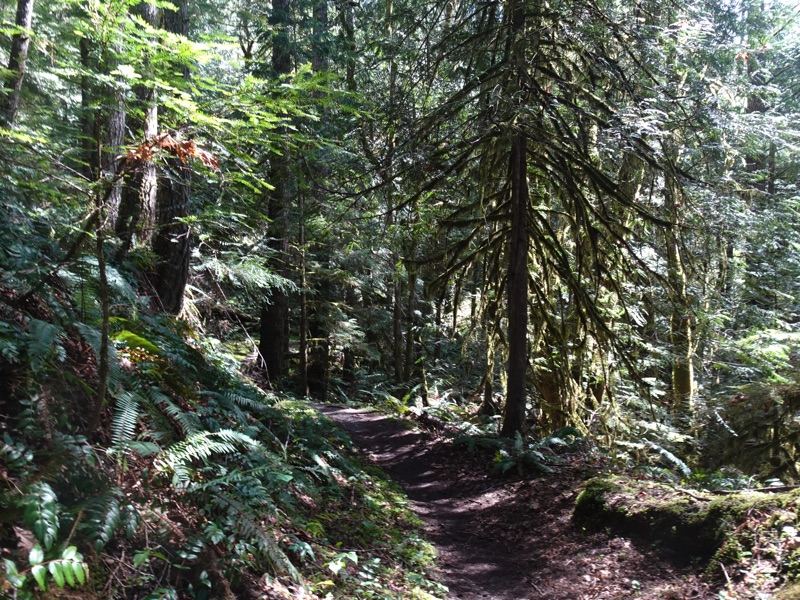 Kaleberg Symbionts Home Page