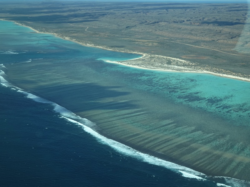 Kaleberg Symbionts Home Page